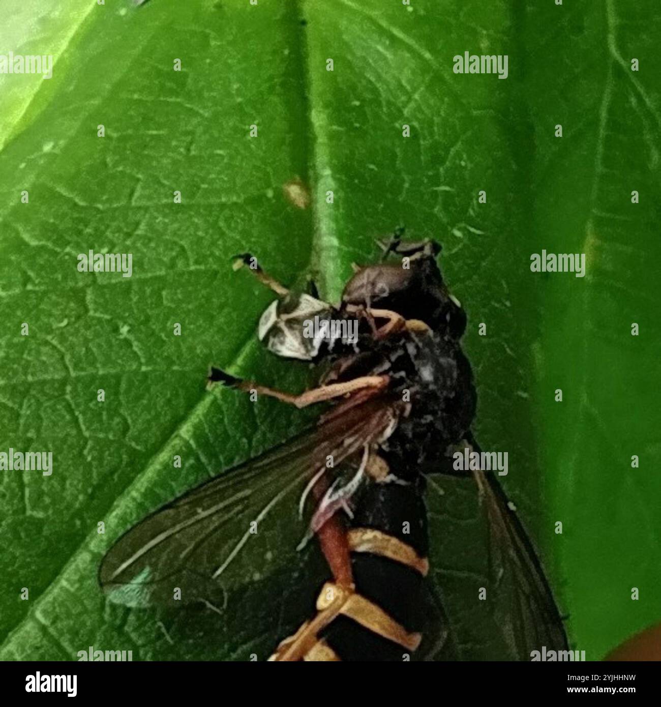Minute pirate bugs (Anthocoridae Stock Photo - Alamy