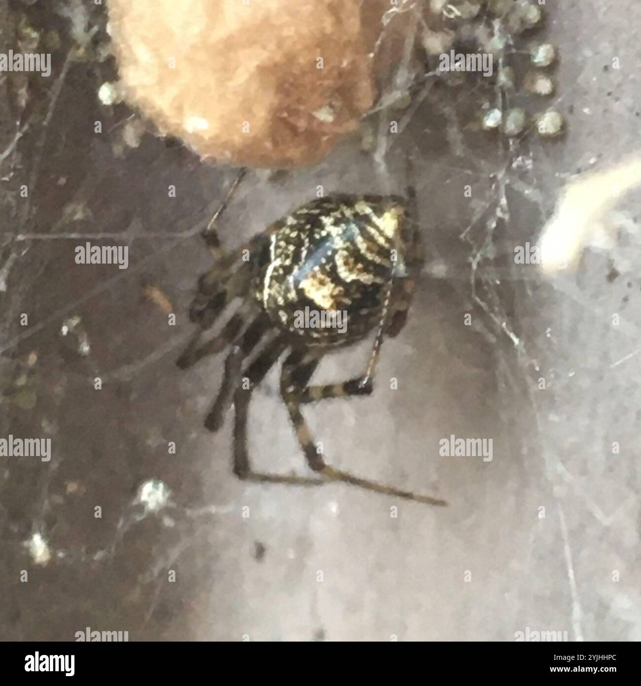 Common House Spider (Parasteatoda tepidariorum Stock Photo - Alamy