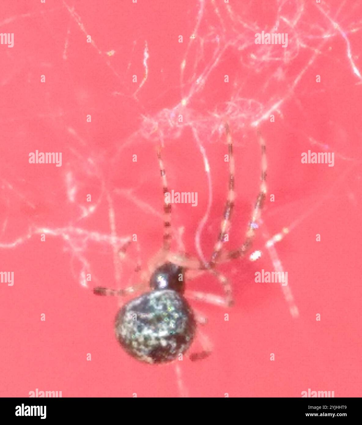 Comb-footed Spiders (Theridiidae Stock Photo - Alamy