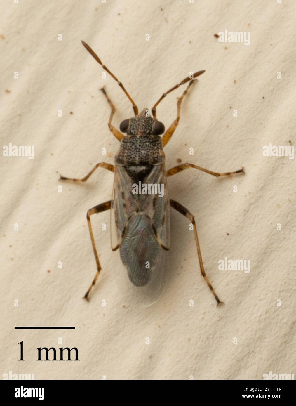 False chinch bugs (Nysius Stock Photo - Alamy