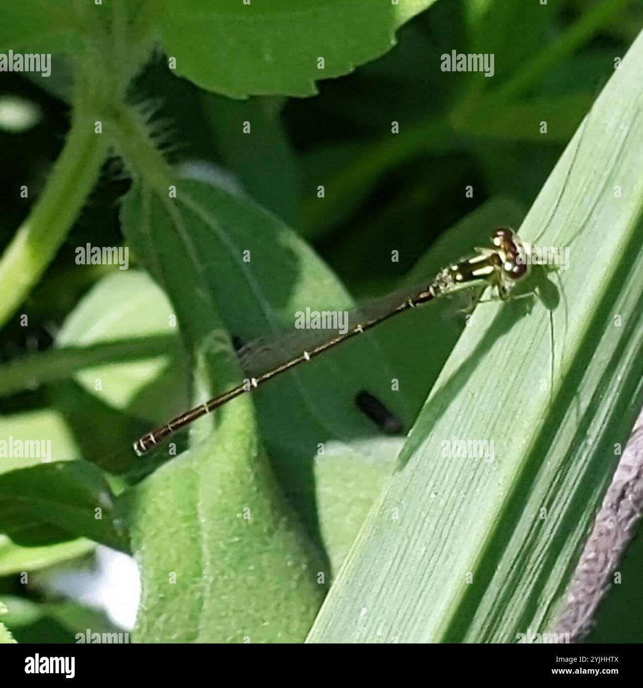 Fragile Forktail (Ischnura posita Stock Photo - Alamy