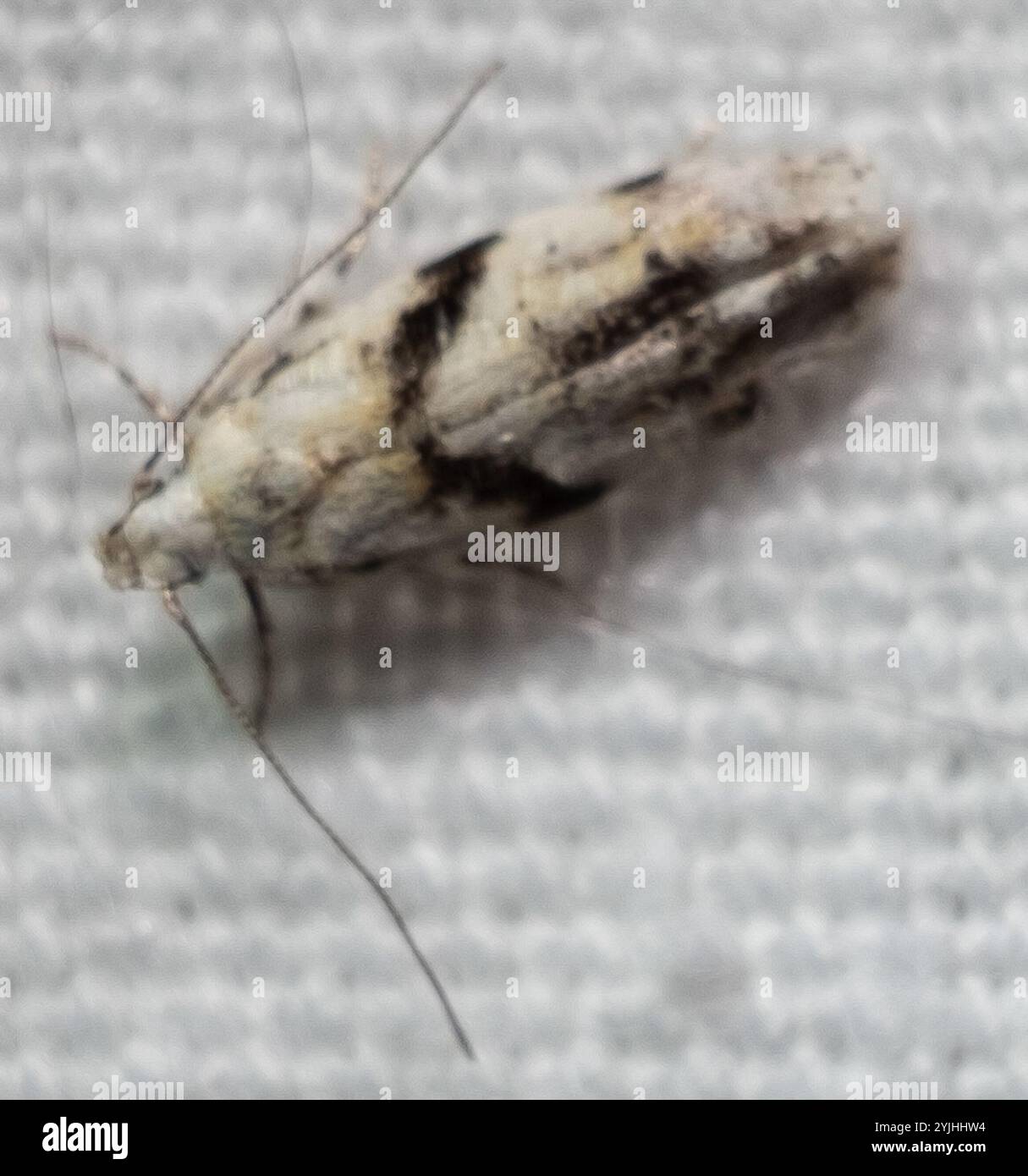 White Stripe-backed Moth (Arogalea cristifasciella Stock Photo - Alamy