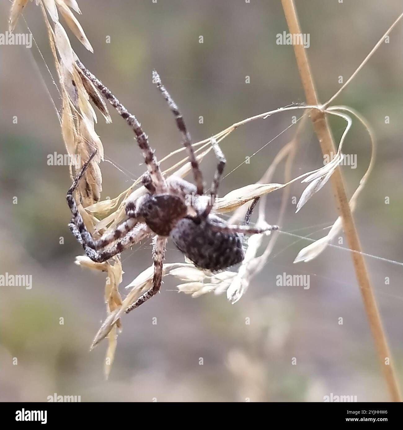 Running Crab Spiders (Philodromus Stock Photo - Alamy