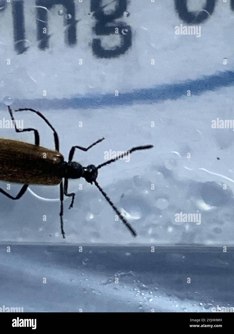 Rough-haired Lagria Beetle (Lagria hirta Stock Photo - Alamy