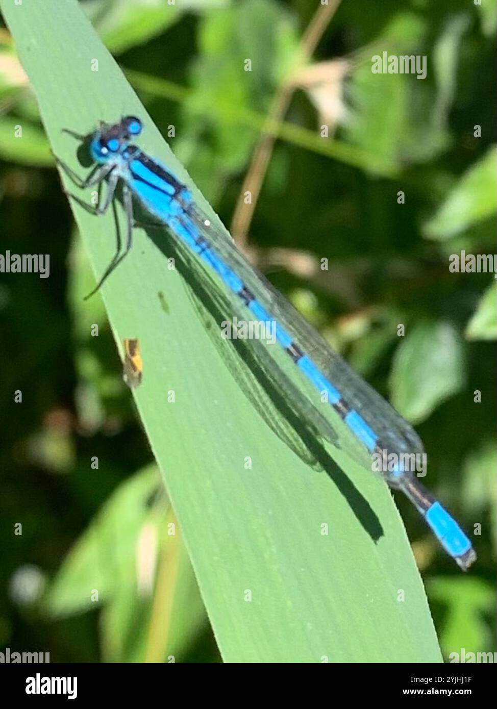 Common Blue Damselfly (Enallagma cyathigerum Stock Photo - Alamy