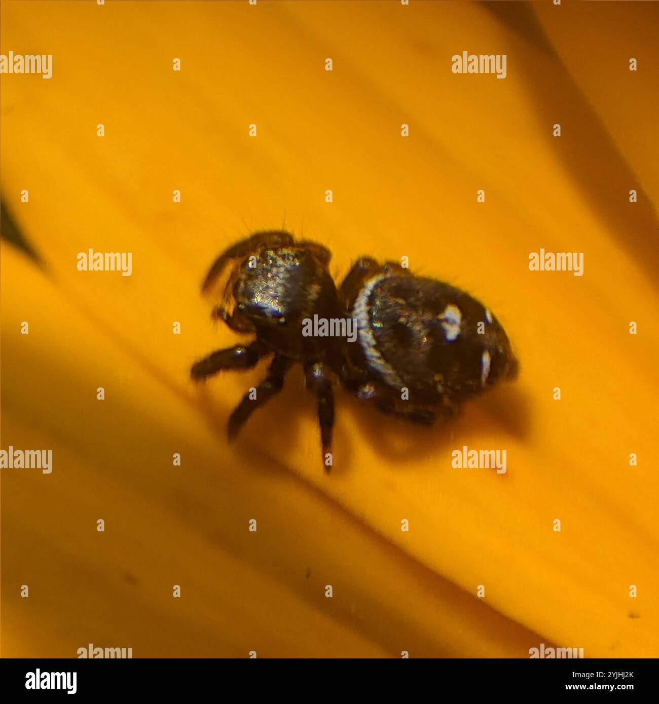 Bold Jumping Spider (Phidippus audax Stock Photo - Alamy