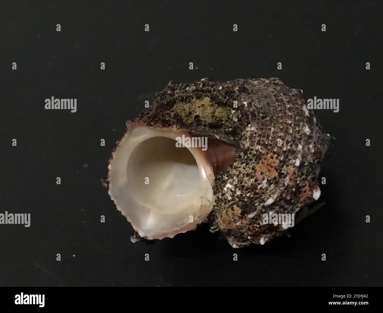 Lacinate Dolphin Shell (Angaria delphinus Stock Photo - Alamy