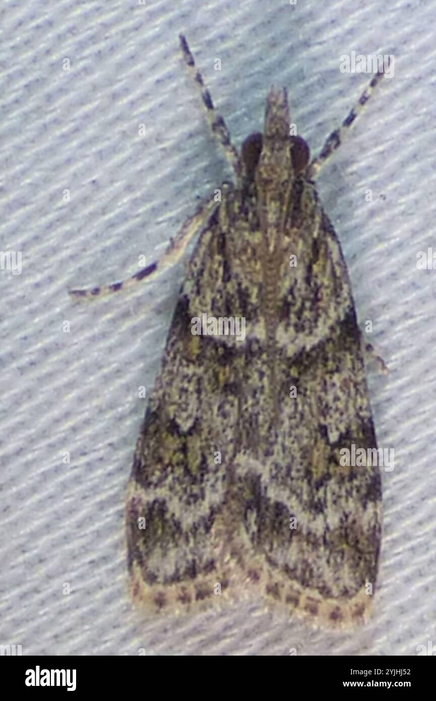Double-striped Scoparia Moth (Scoparia biplagialis Stock Photo - Alamy