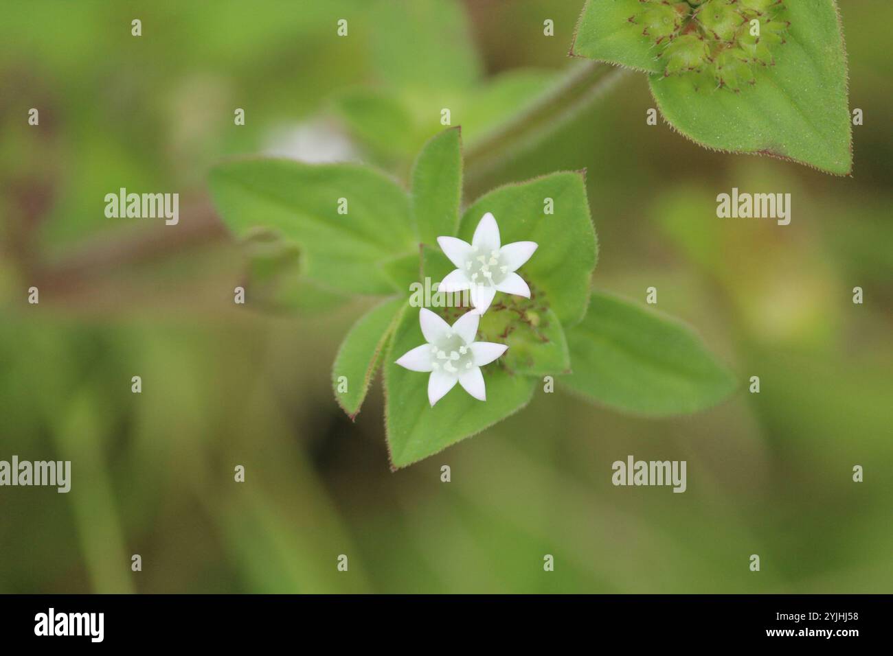 Tropical Mexican Clover (Richardia brasiliensis Stock Photo - Alamy