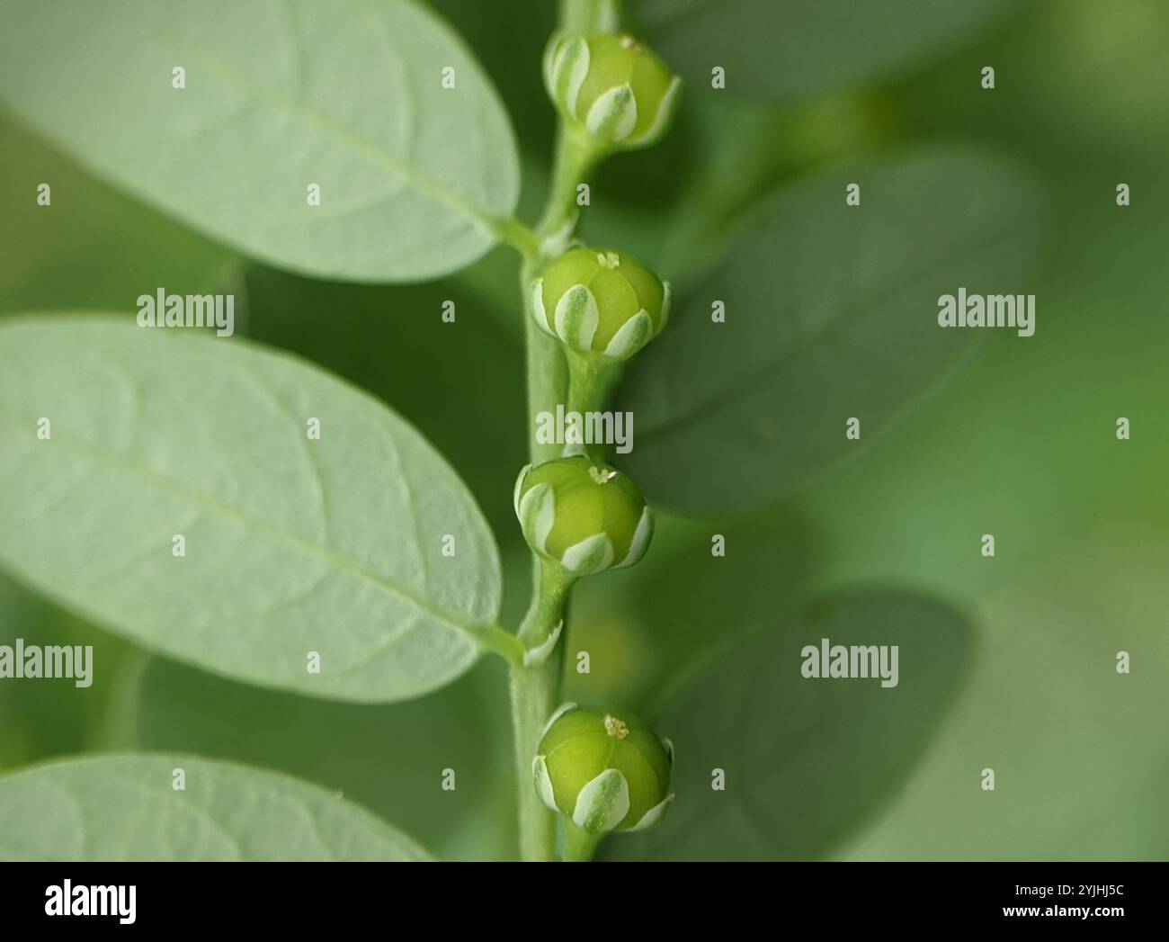 Chamberbitter (Phyllanthus urinaria Stock Photo - Alamy