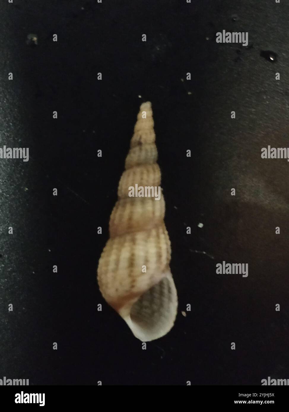 Red-rimmed Melania (Melanoides tuberculata Stock Photo - Alamy