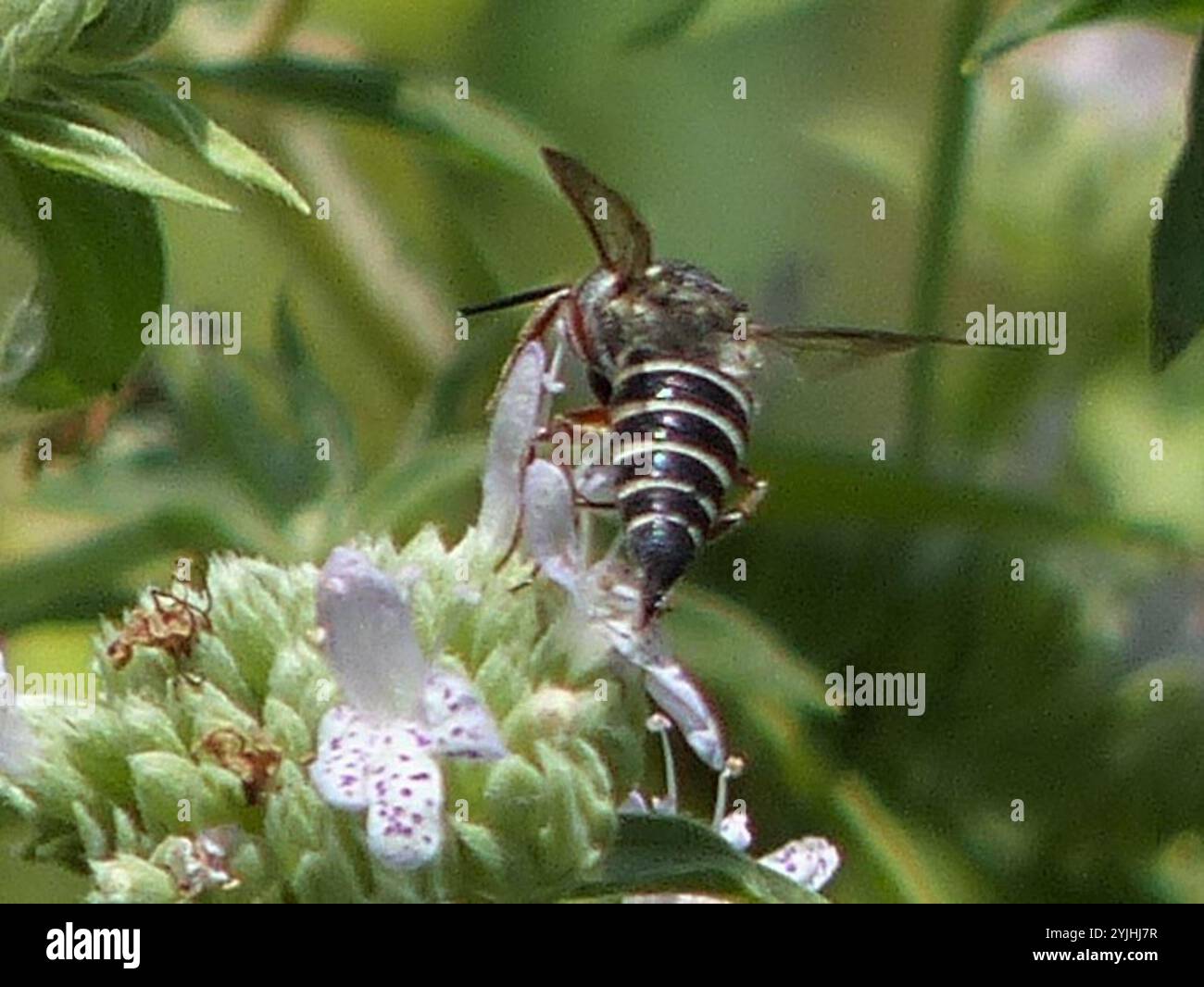 Sharptail Bees (Coelioxys Stock Photo - Alamy