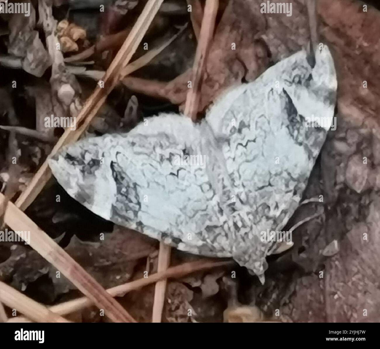 Dark Marbled Carpet (Dysstroma citrata Stock Photo - Alamy