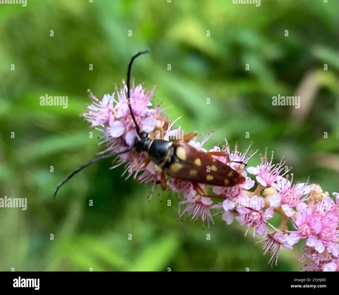 Banded Longhorn Beetle (Typocerus velutinus Stock Photo - Alamy