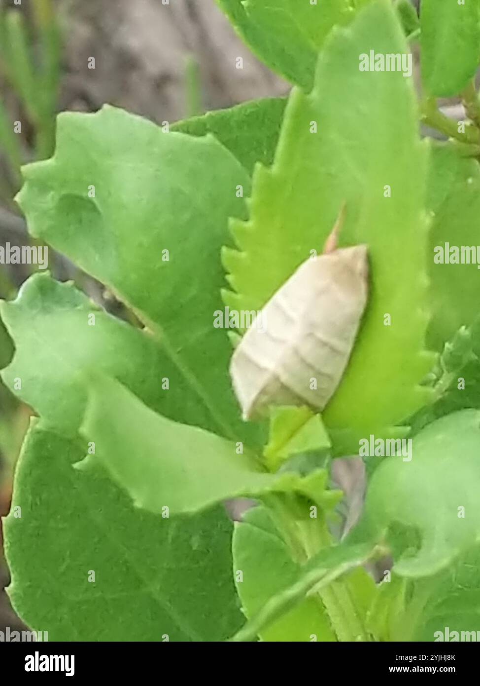 Tobacco Budworm Moth (Chloridea virescens Stock Photo - Alamy