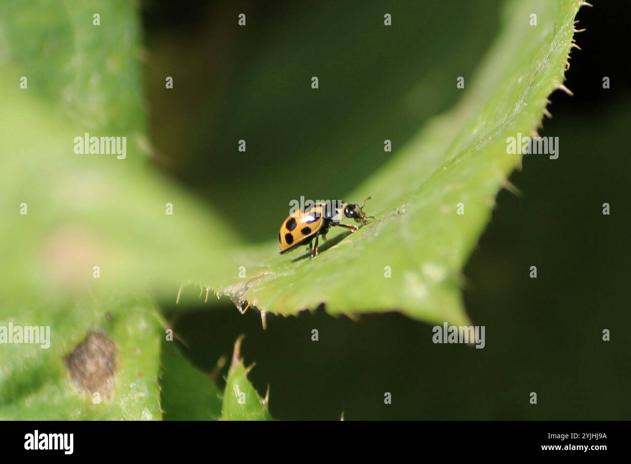 Notated Lady Beetle (Ceratomegilla notata Stock Photo - Alamy