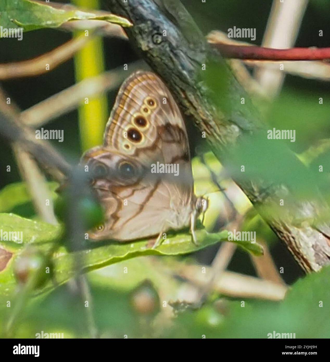 Northern Pearly-eye (Lethe anthedon Stock Photo - Alamy