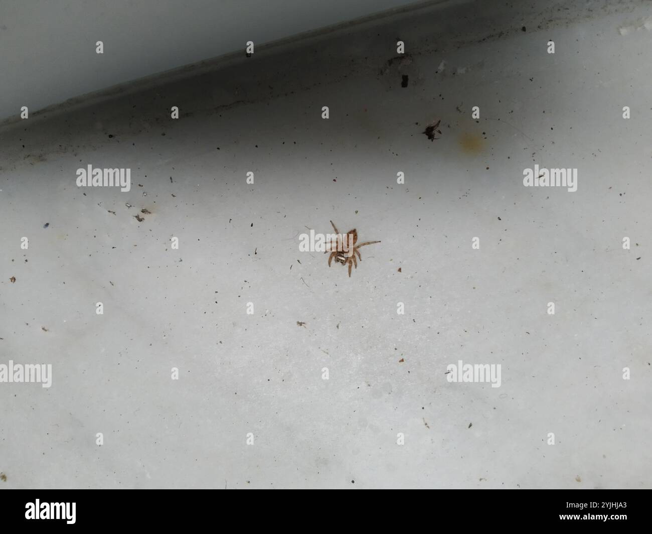 Mediterranean white-banded spider (Evarcha jucunda Stock Photo - Alamy