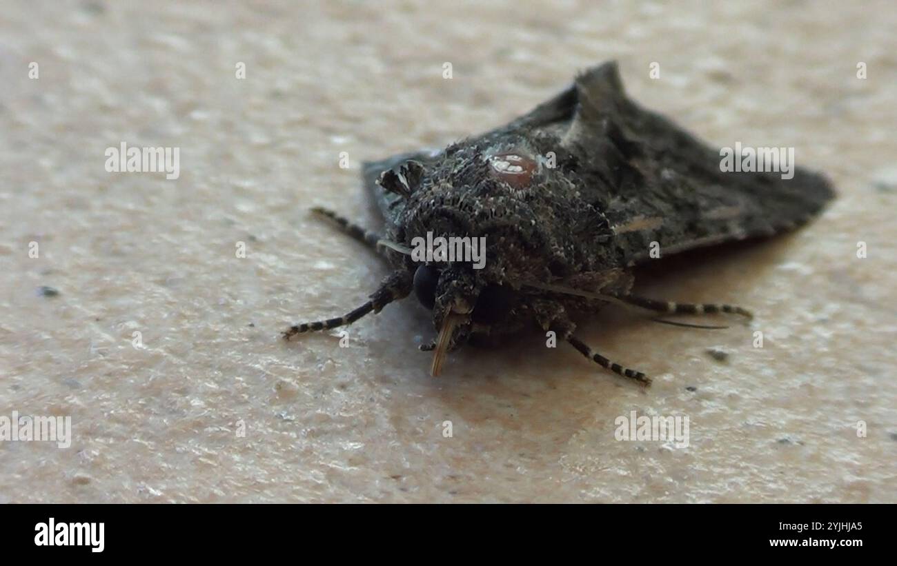 Aedia leucomelas hi-res stock photography and images - Alamy
