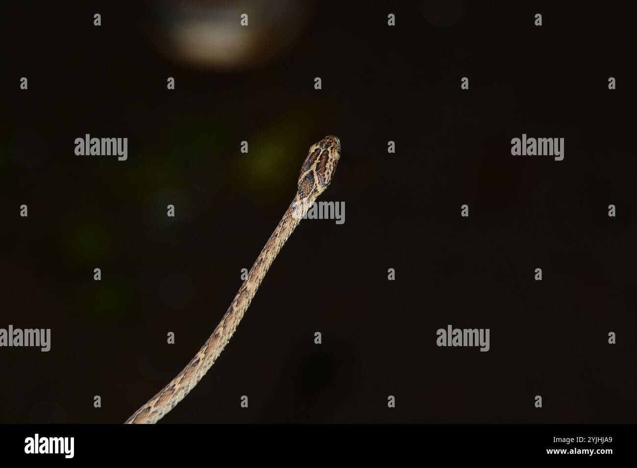 Common Cat Snake (Boiga trigonata Stock Photo - Alamy
