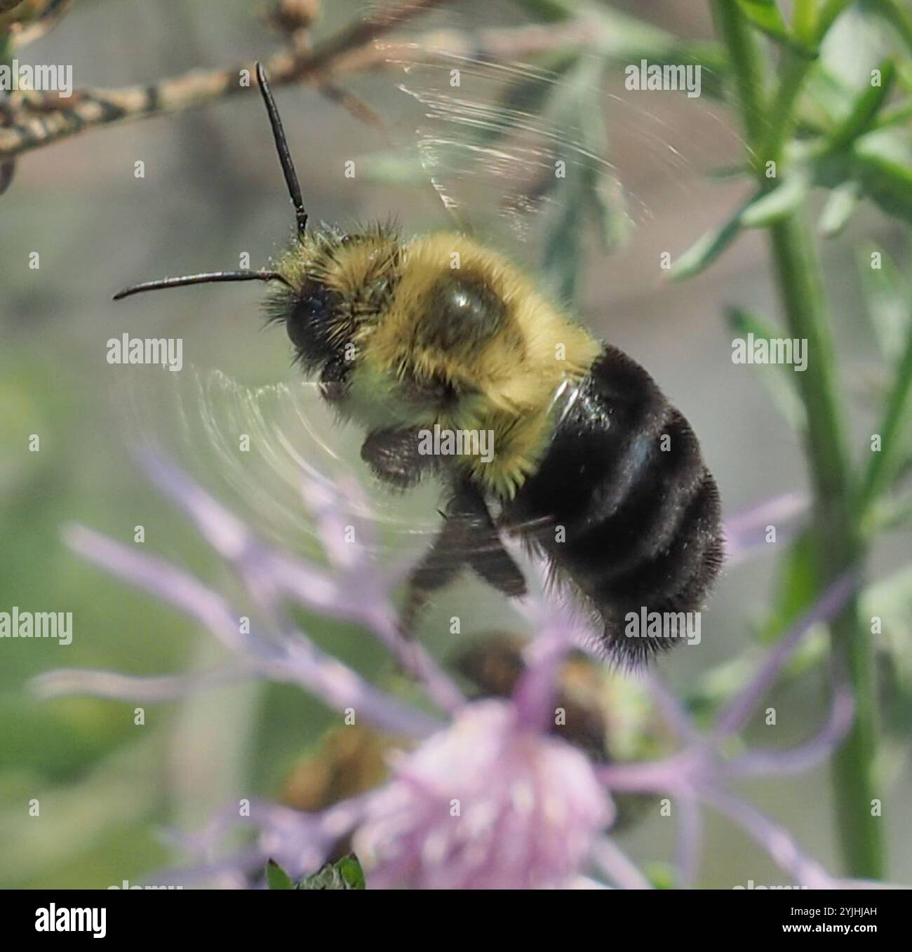 Common Eastern Bumble Bee (Bombus impatiens Stock Photo - Alamy