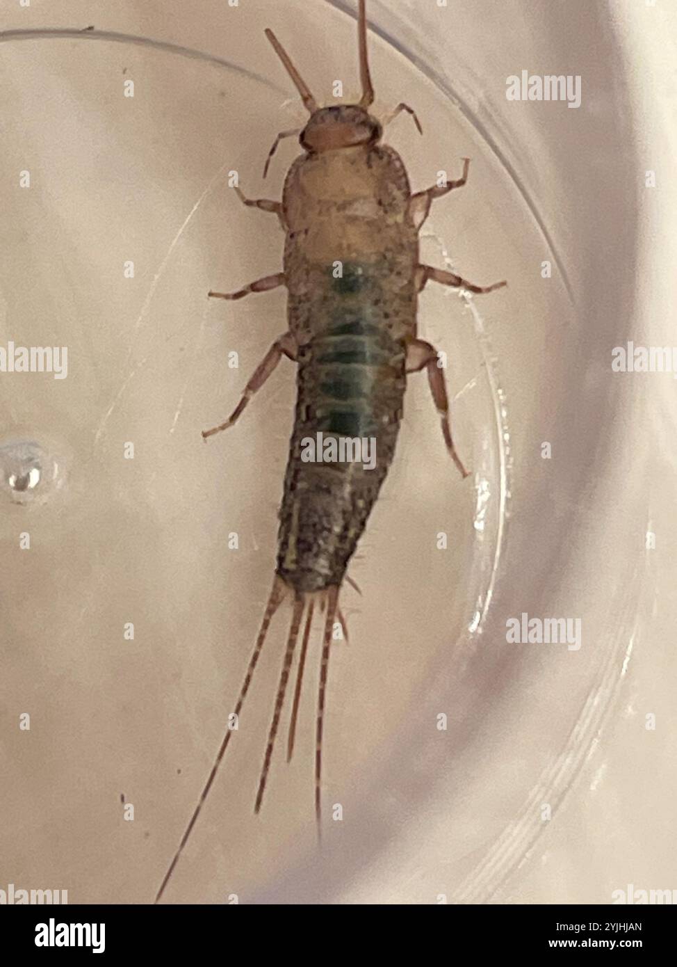 Ctenolepisma lineatum hi-res stock photography and images - Alamy