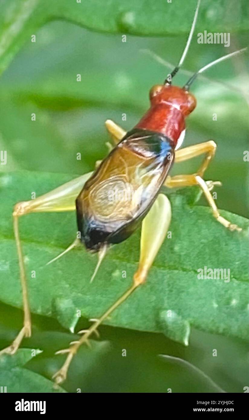 Red headed bush cricket hi-res stock photography and images - Alamy