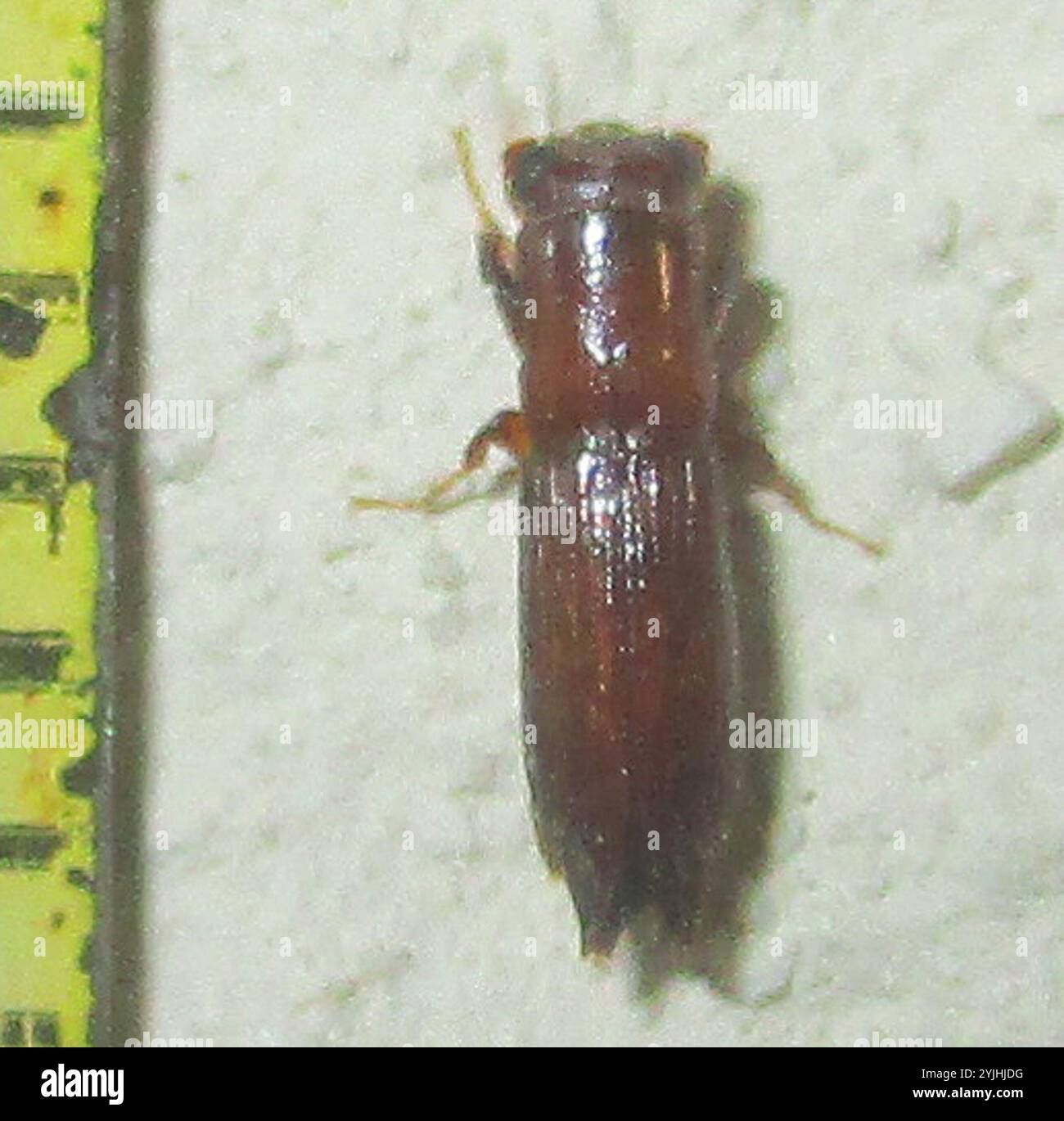 Pinhole Borer Beetles (Platypodinae Stock Photo - Alamy
