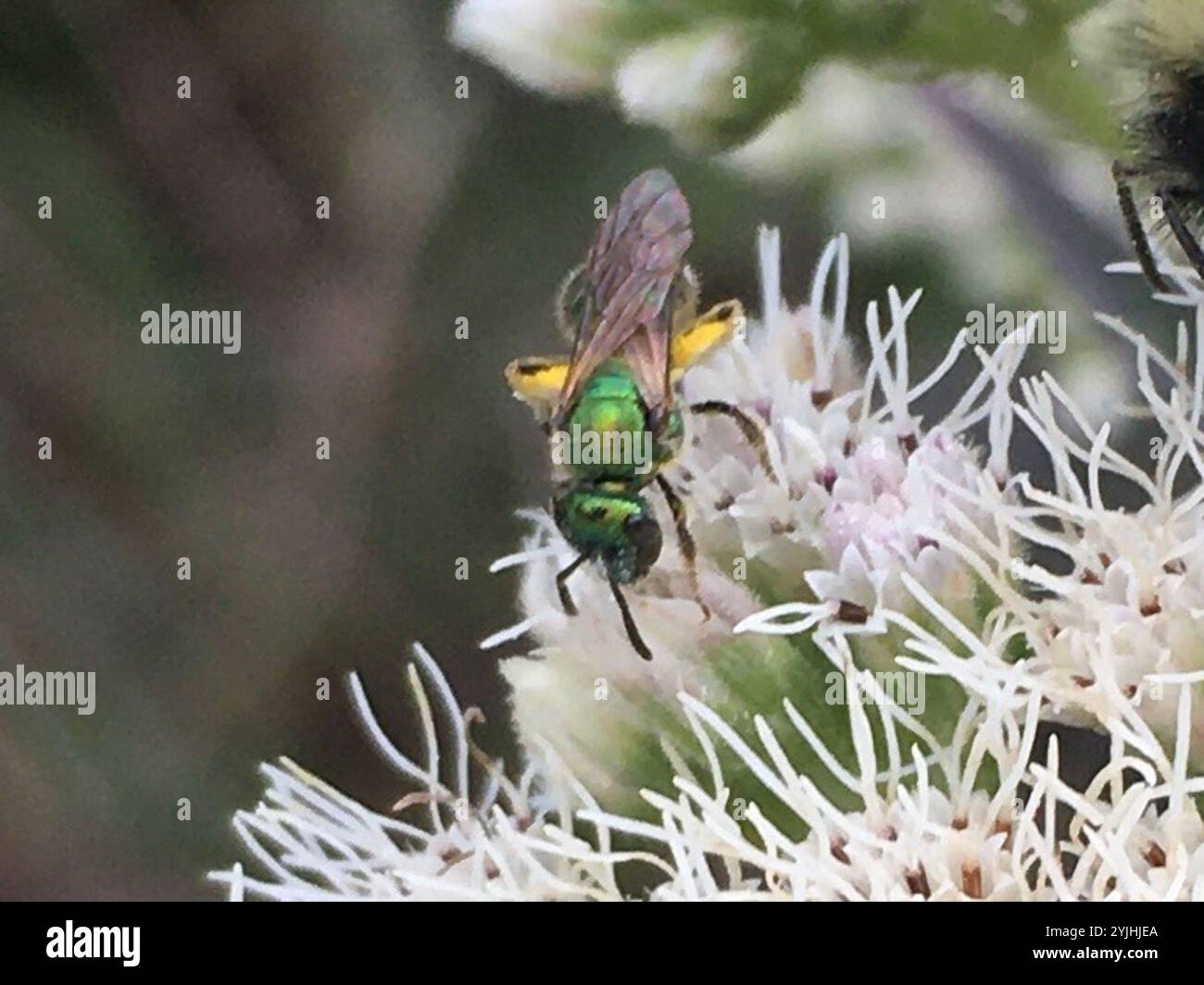 Augochlora pura hi-res stock photography and images - Alamy