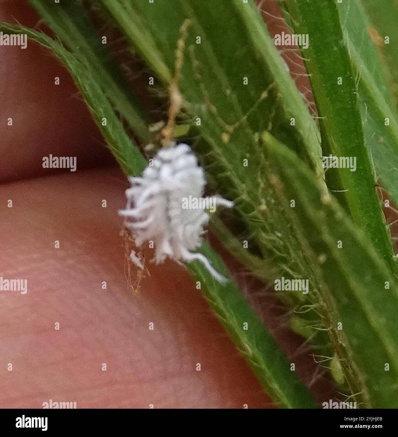 Mealybug destroyer hi-res stock photography and images - Alamy