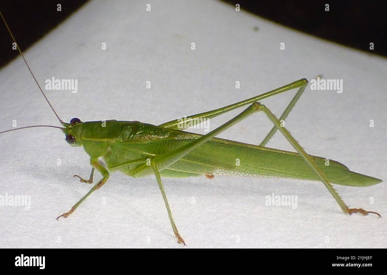 Fork-tailed Bush Katydid (Scudderia furcata Stock Photo - Alamy