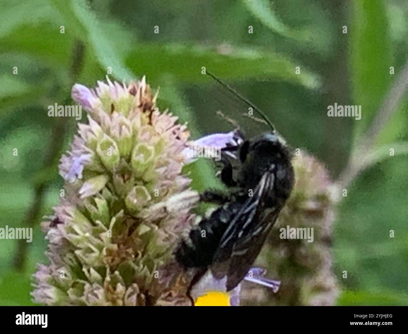 Two-spotted Longhorn Bee (Melissodes bimaculatus Stock Photo - Alamy