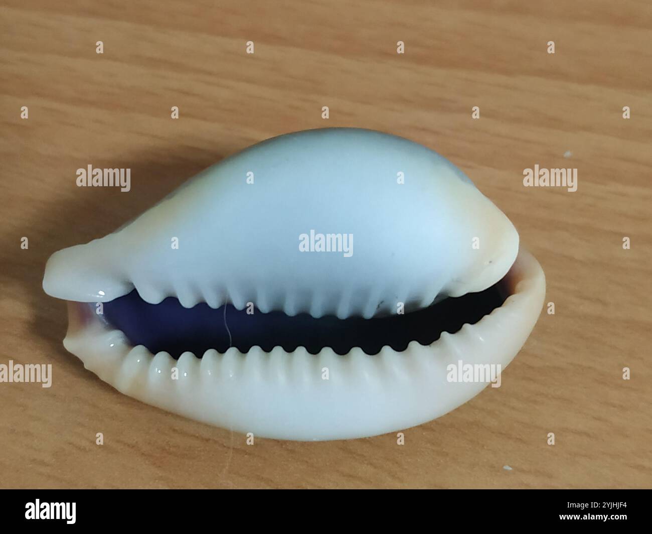 Naria miliaris hi-res stock photography and images - Alamy