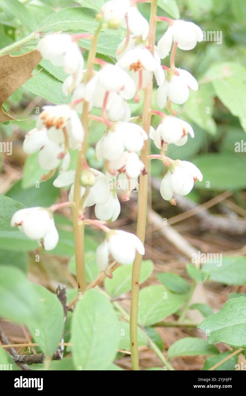shinleaf (Pyrola elliptica Stock Photo - Alamy