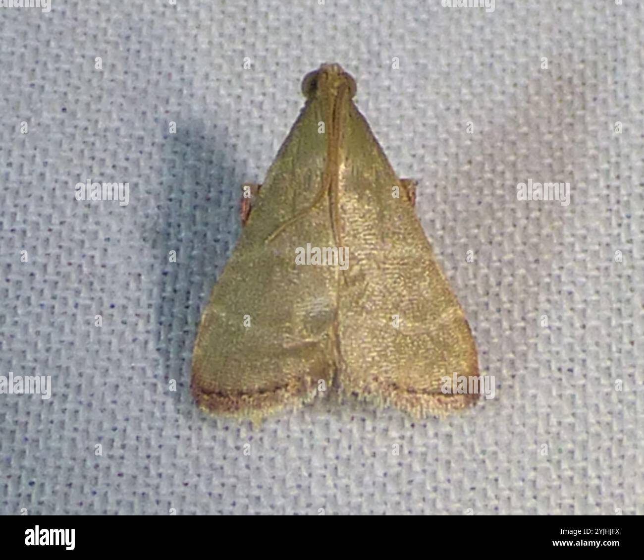 The olive moth hi-res stock photography and images - Alamy