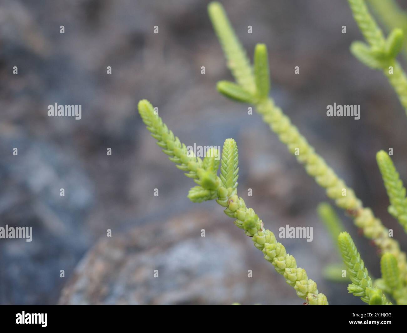 Mediterranean juniper (Juniperus turbinata Stock Photo - Alamy