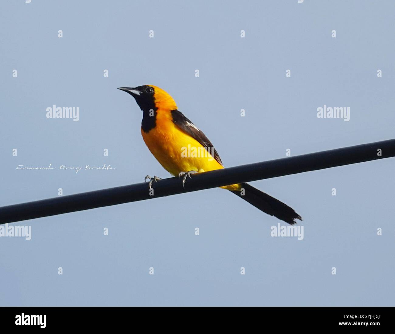 Hooded Oriole (Icterus cucullatus Stock Photo - Alamy