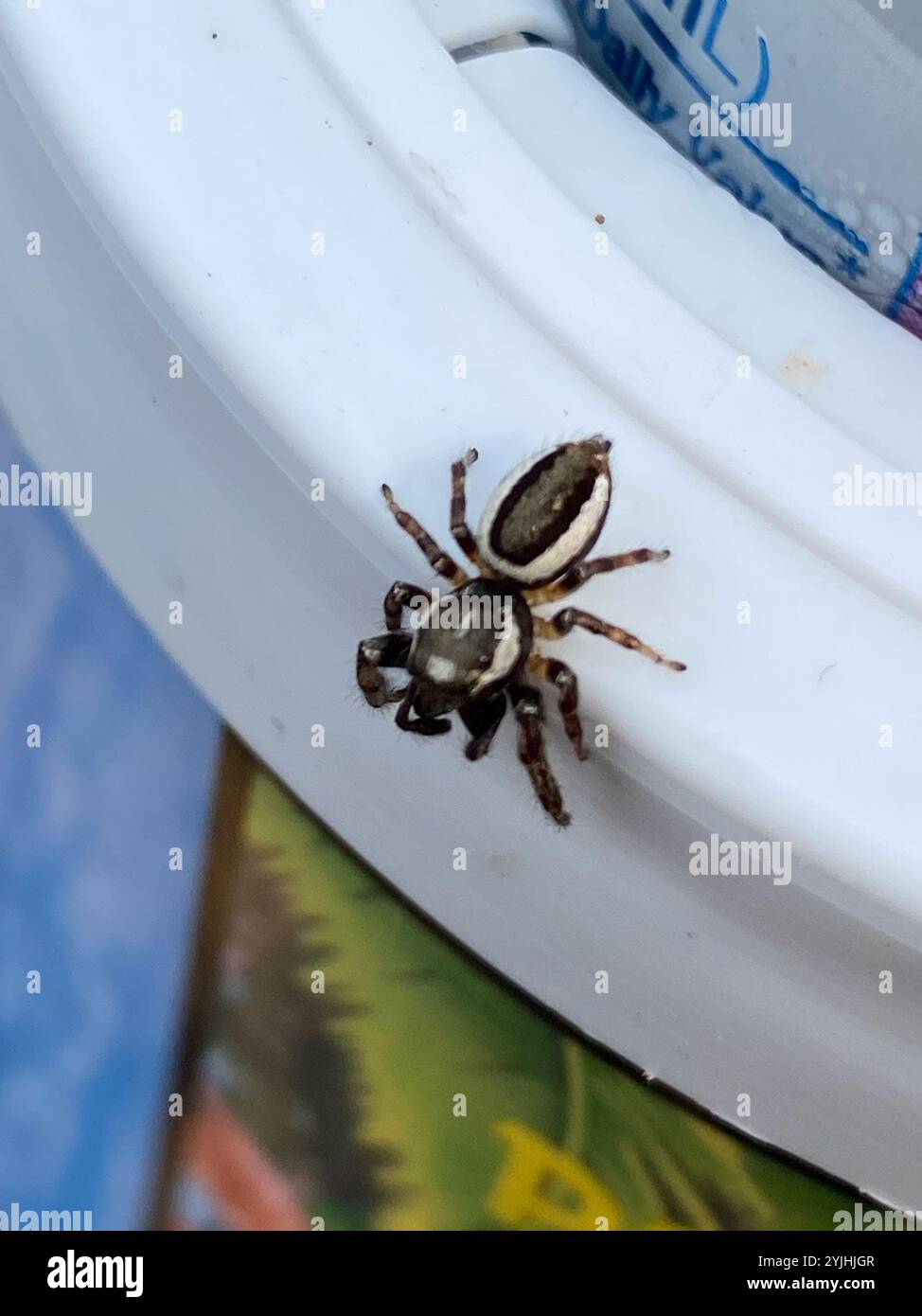 Bronze Jumping Spider (Eris militaris Stock Photo - Alamy