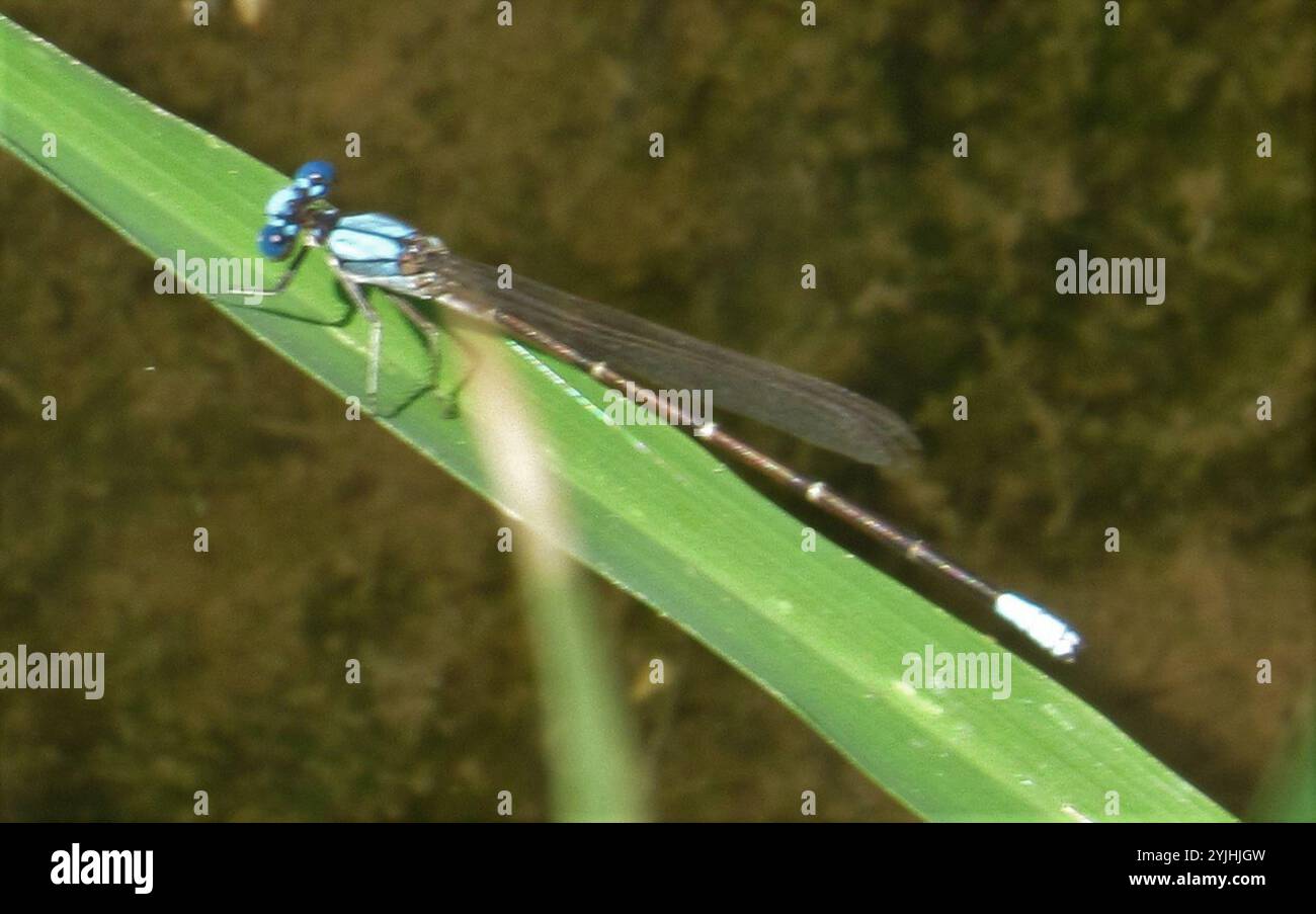 Argia apicalis hi-res stock photography and images - Alamy