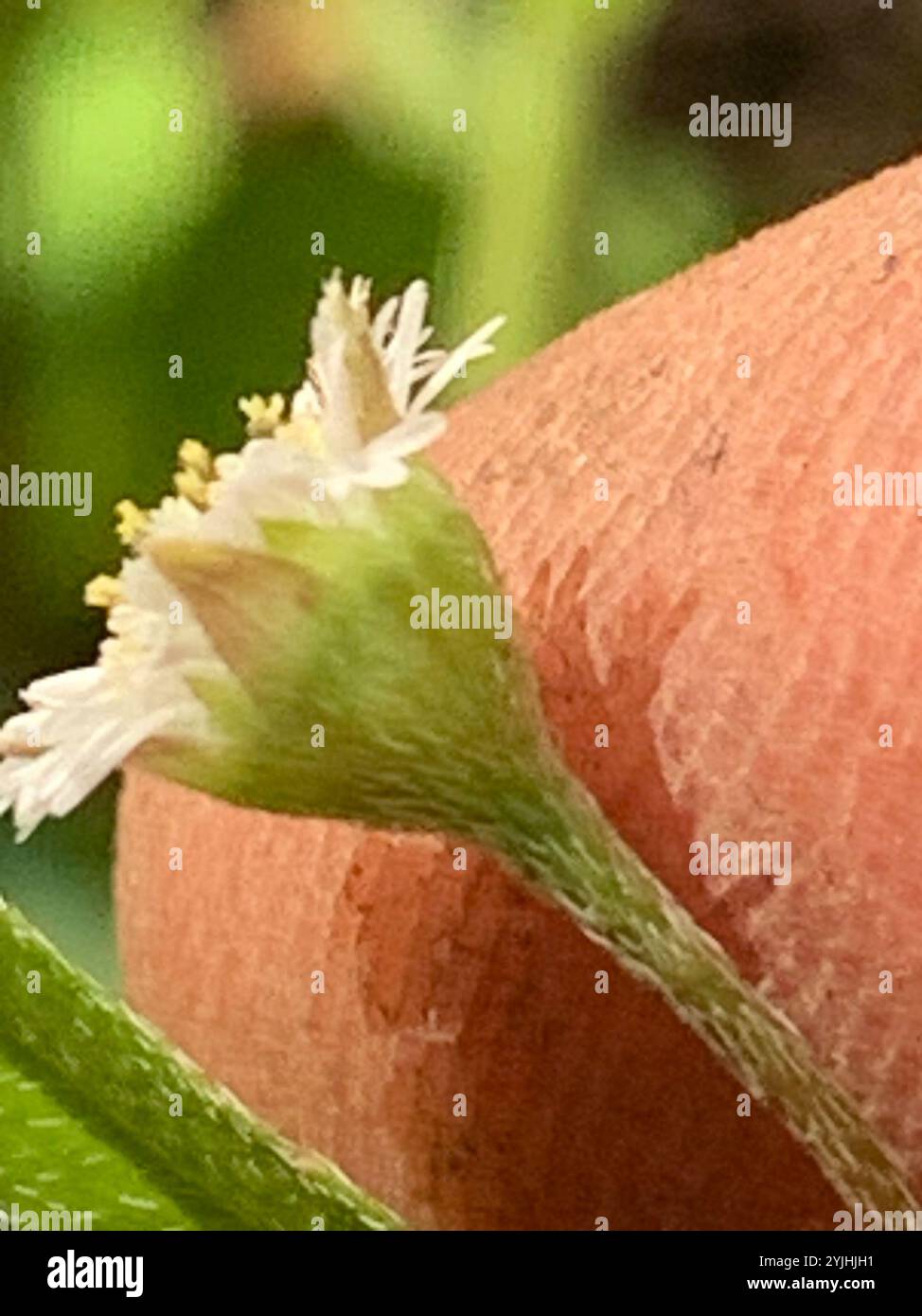 false daisy (Eclipta prostrata Stock Photo - Alamy