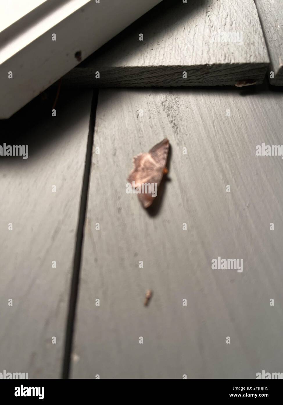 Geometer Moths (Geometridae Stock Photo - Alamy