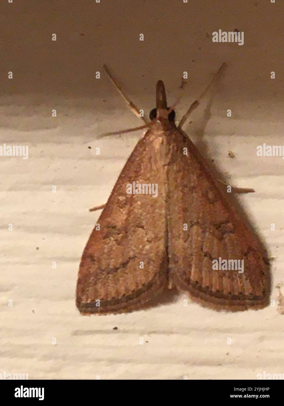 Leaftier moth hi-res stock photography and images - Alamy