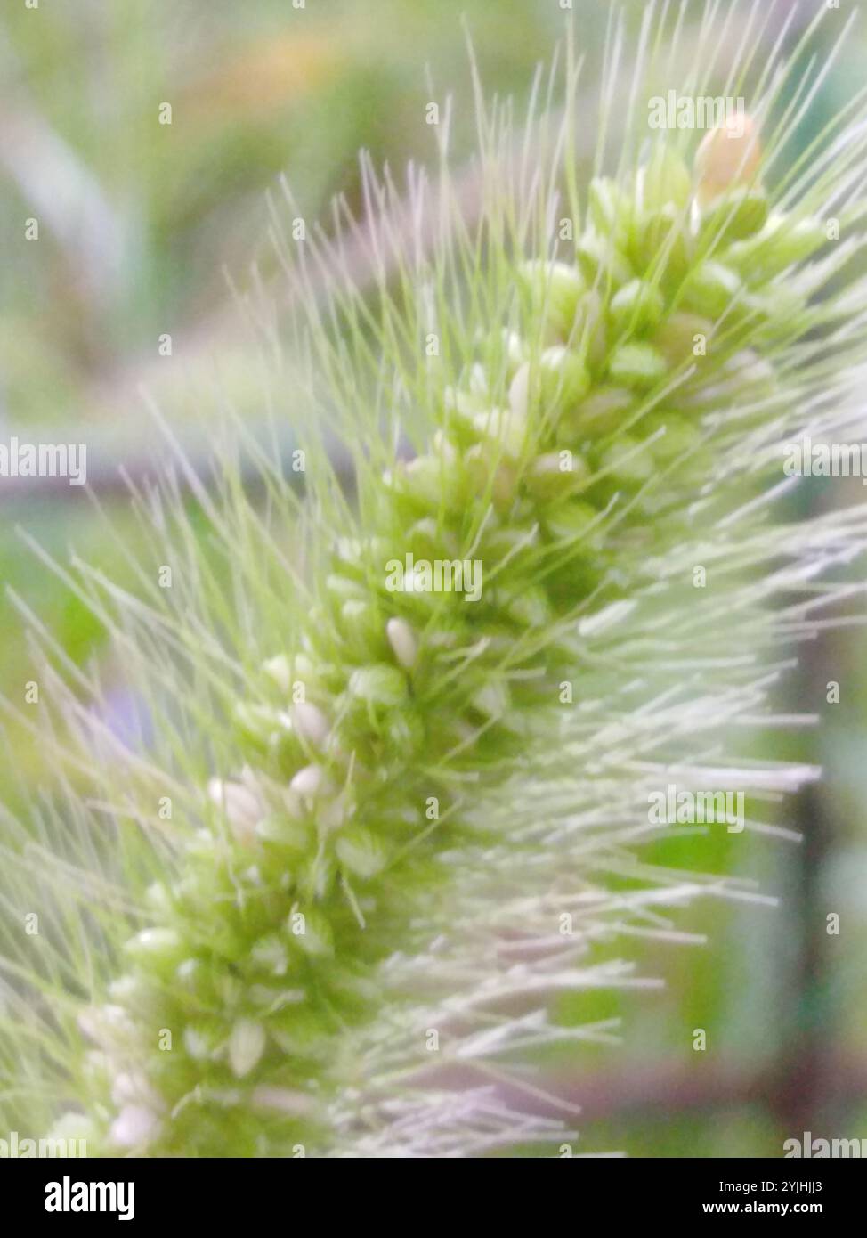 Green Bristle Grass (Setaria viridis Stock Photo - Alamy