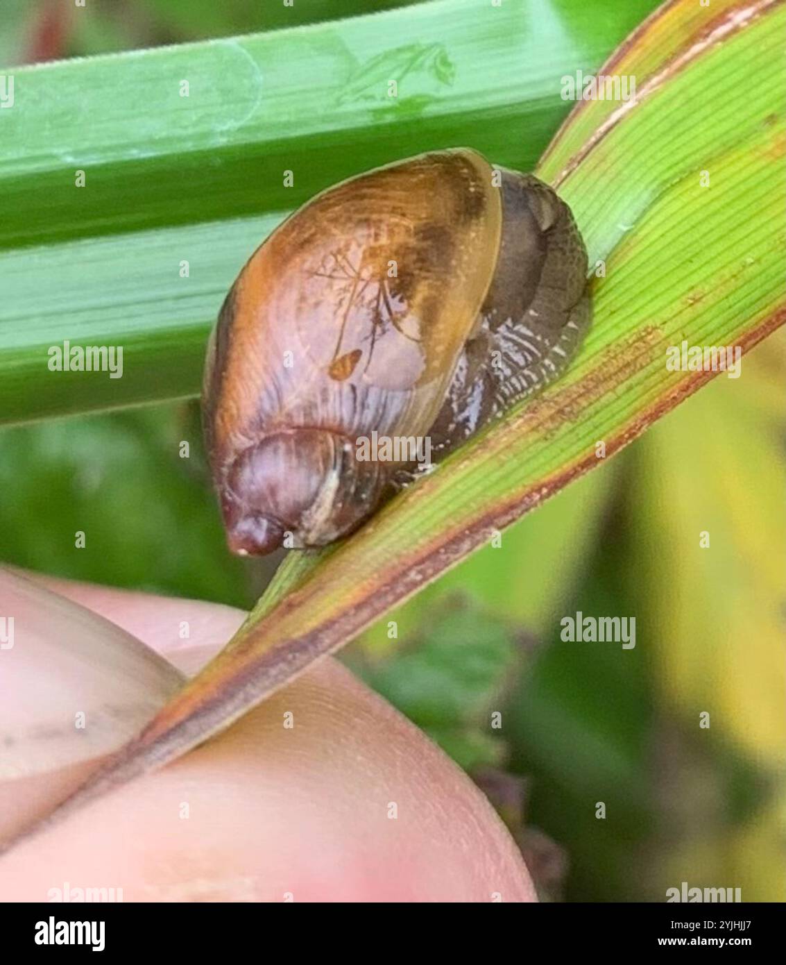 Common European Ambersnail (Succinea putris Stock Photo - Alamy