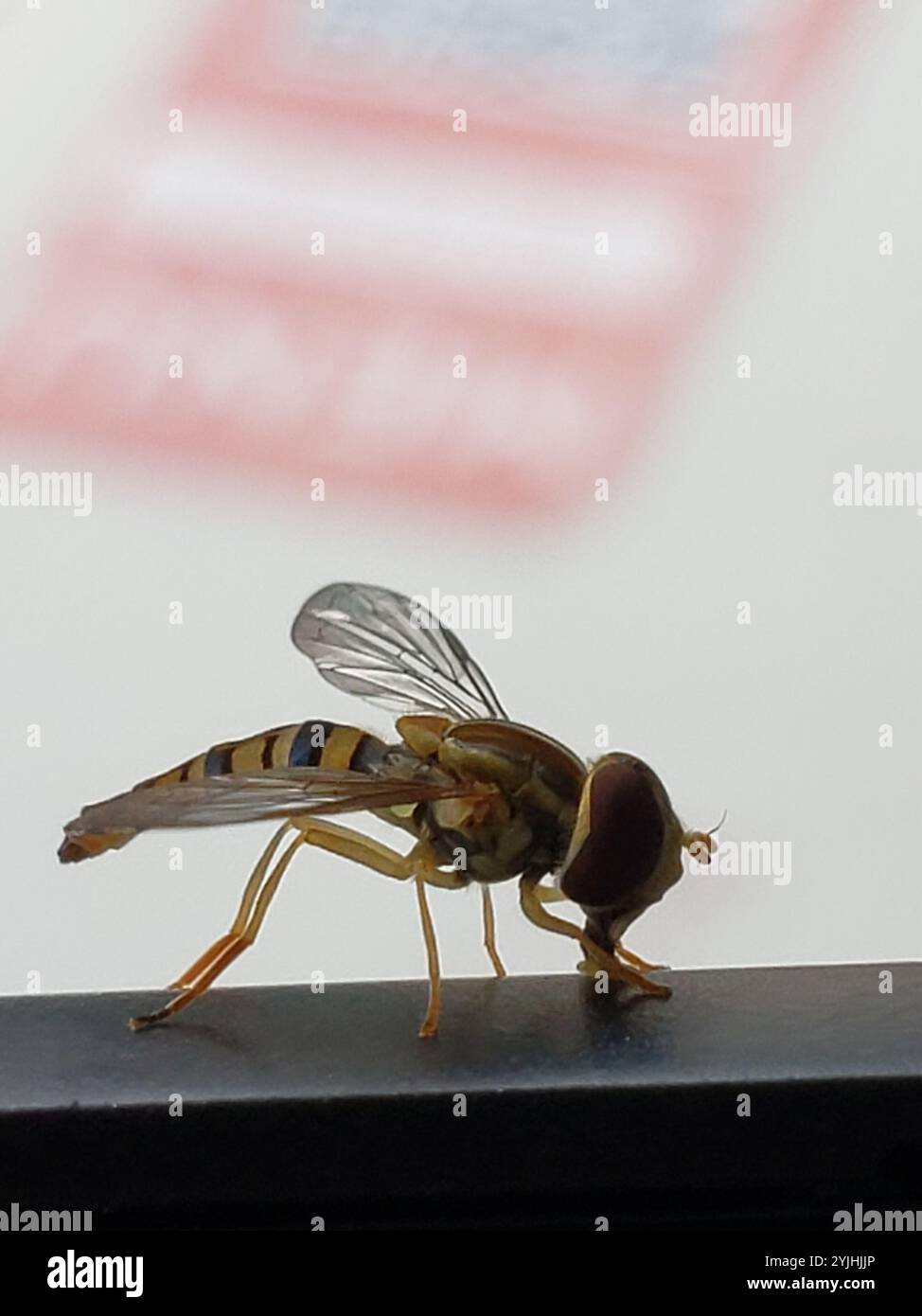 Maize Calligrapher (Toxomerus politus Stock Photo - Alamy