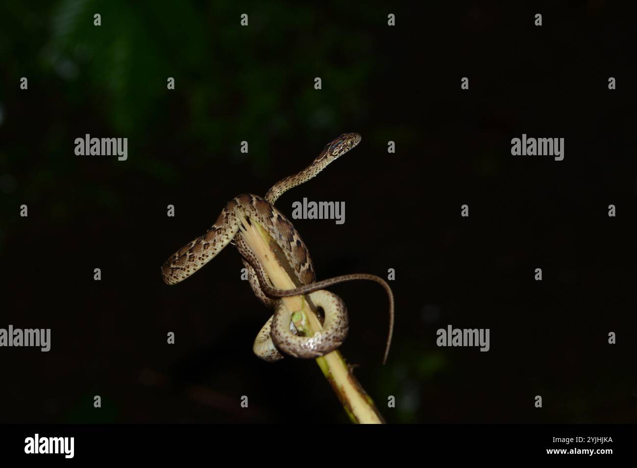 Common Cat Snake (Boiga trigonata Stock Photo - Alamy