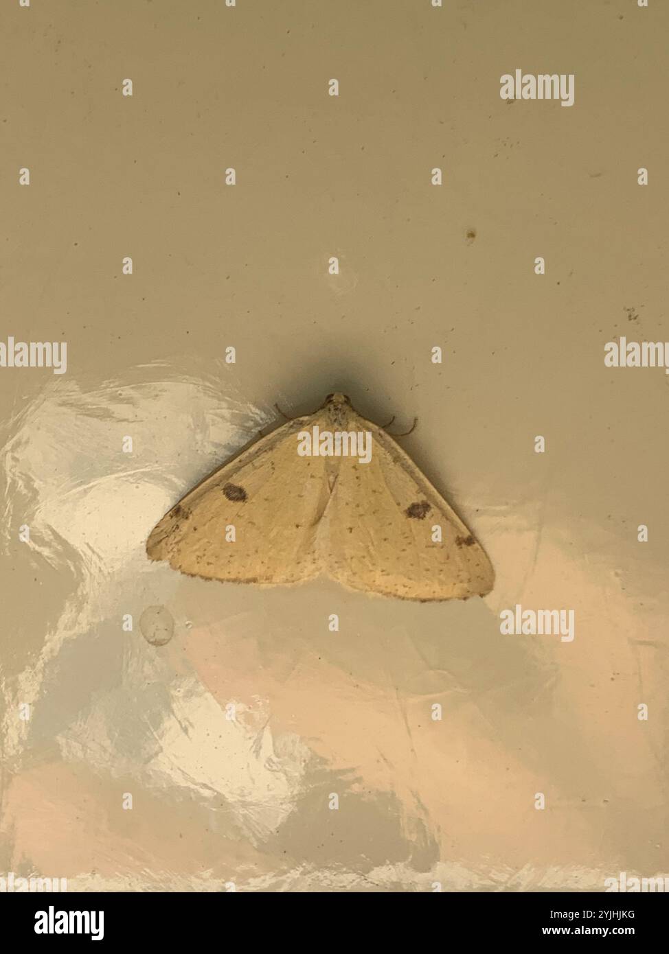 Sulphur Moth (Hesperumia sulphuraria Stock Photo - Alamy