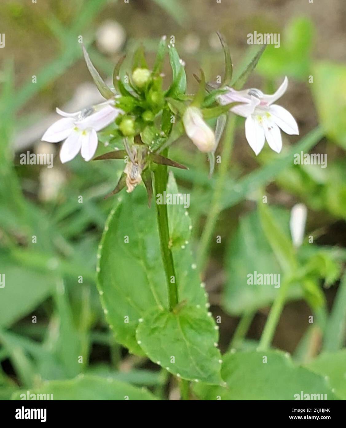 Indian tobacco (Lobelia inflata Stock Photo - Alamy