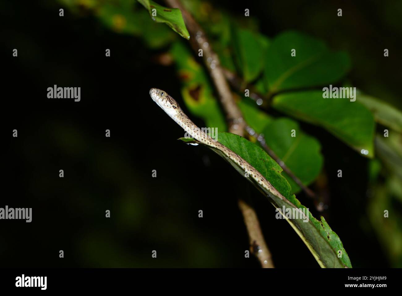 Common Cat Snake (Boiga trigonata Stock Photo - Alamy