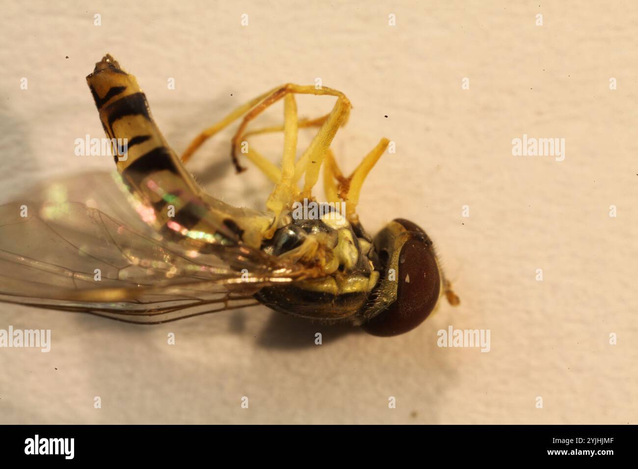 Maize calligrapher hi-res stock photography and images - Alamy